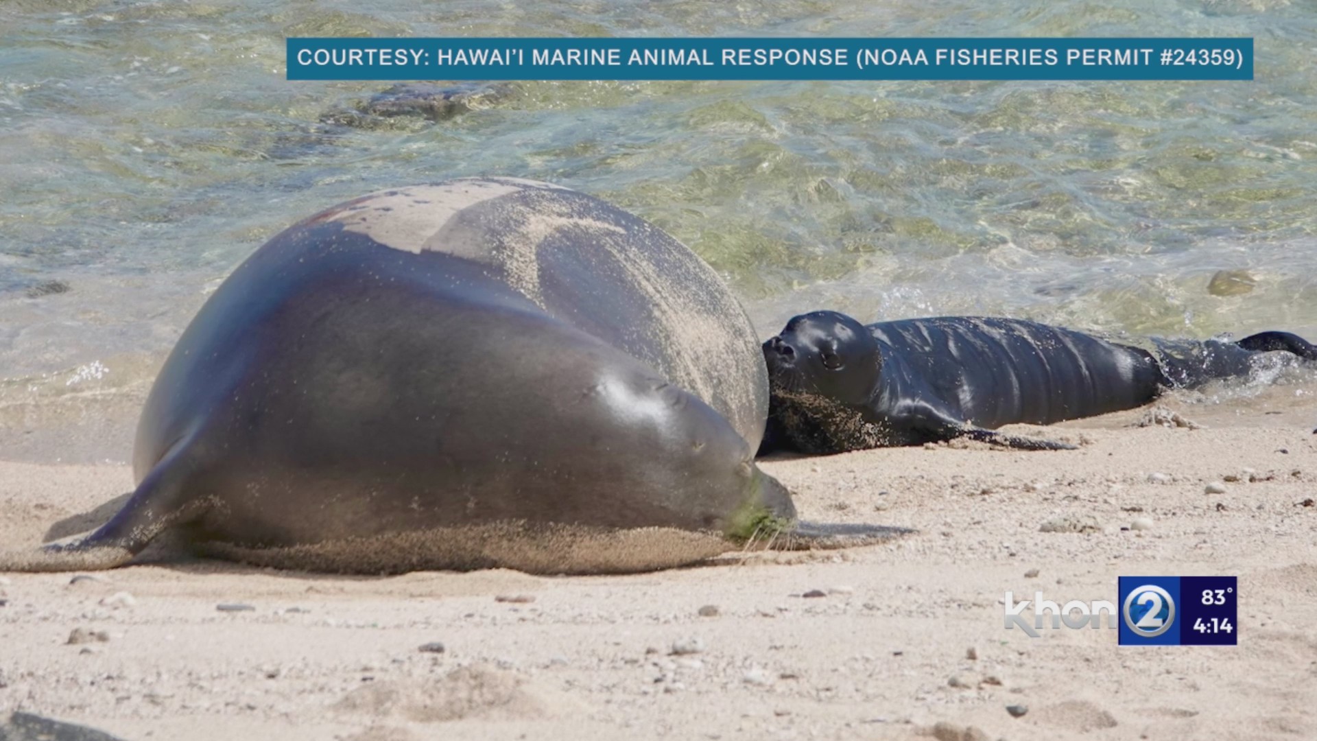 Autopsy confirms monk seal pup’s death was from dog attack – KHON2