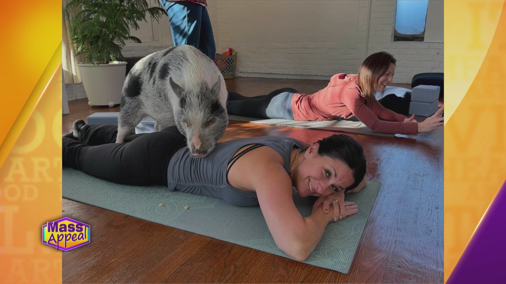 Mass Appeal Adding a pig to your workout makes them more fun – WWLP