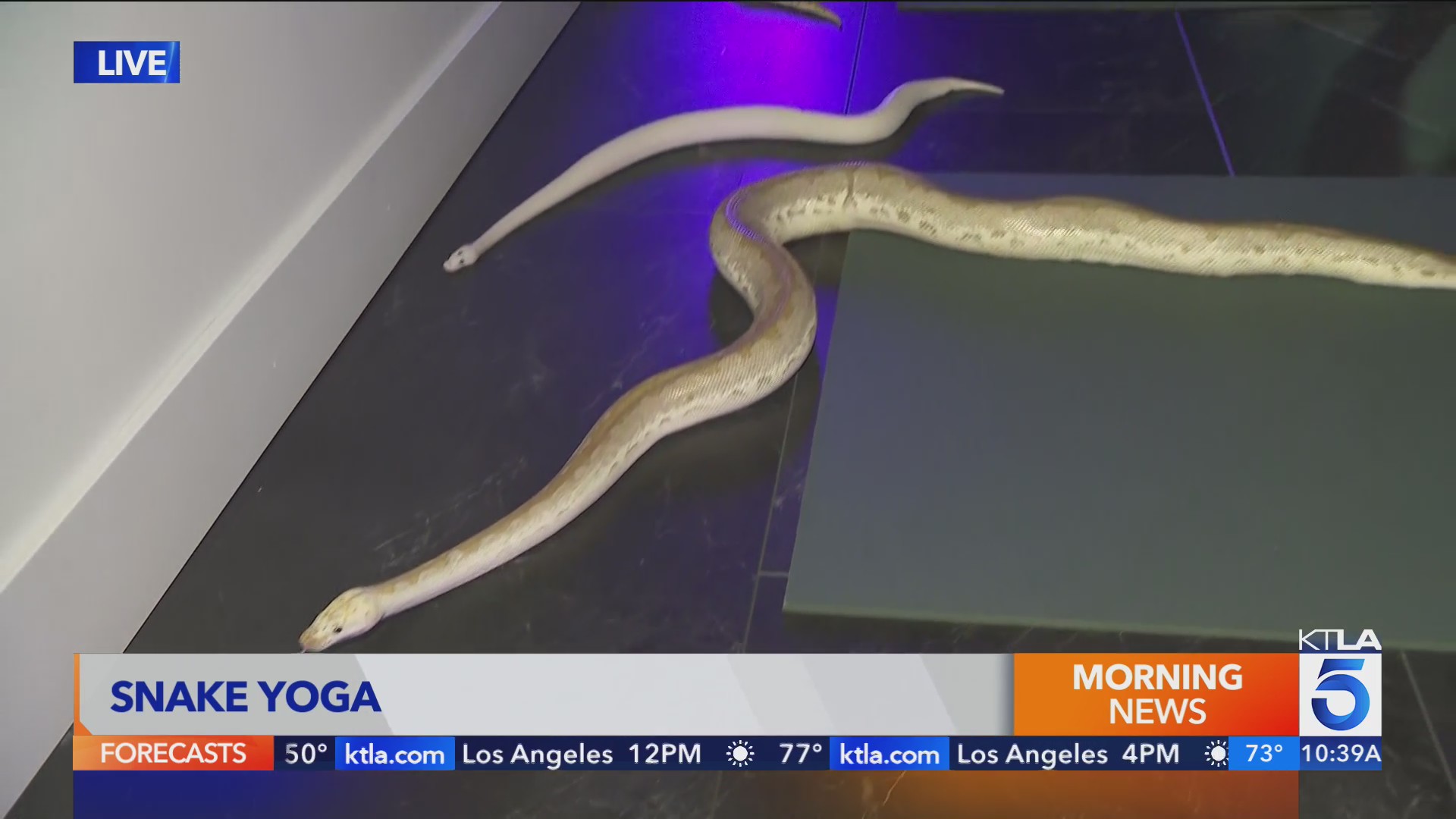 Snake Yoga: Costa Mesa studio adds slithering twist to class – KTLA