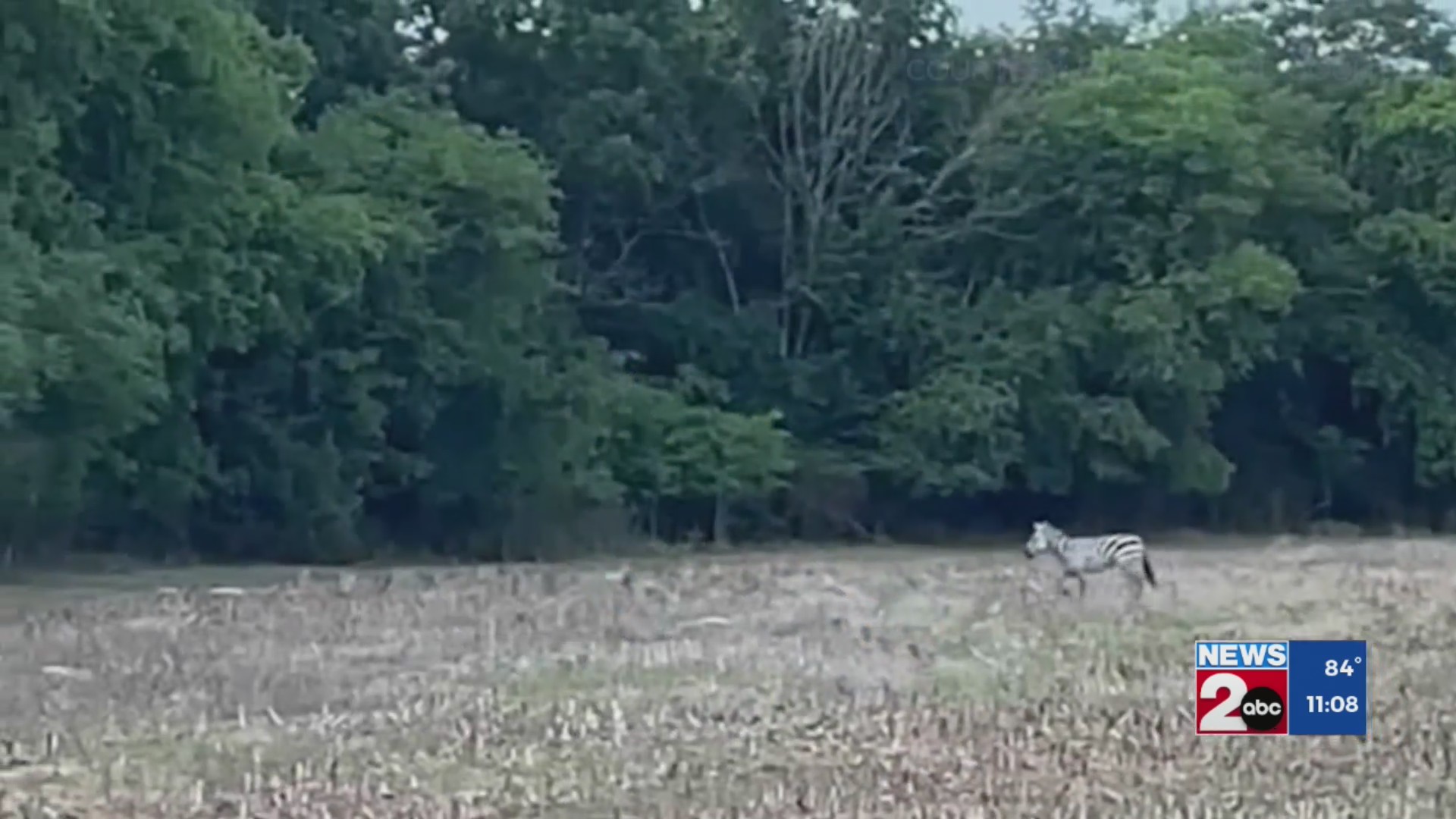 Deputies tracking zebra through Rutherford County – WKRN News 2