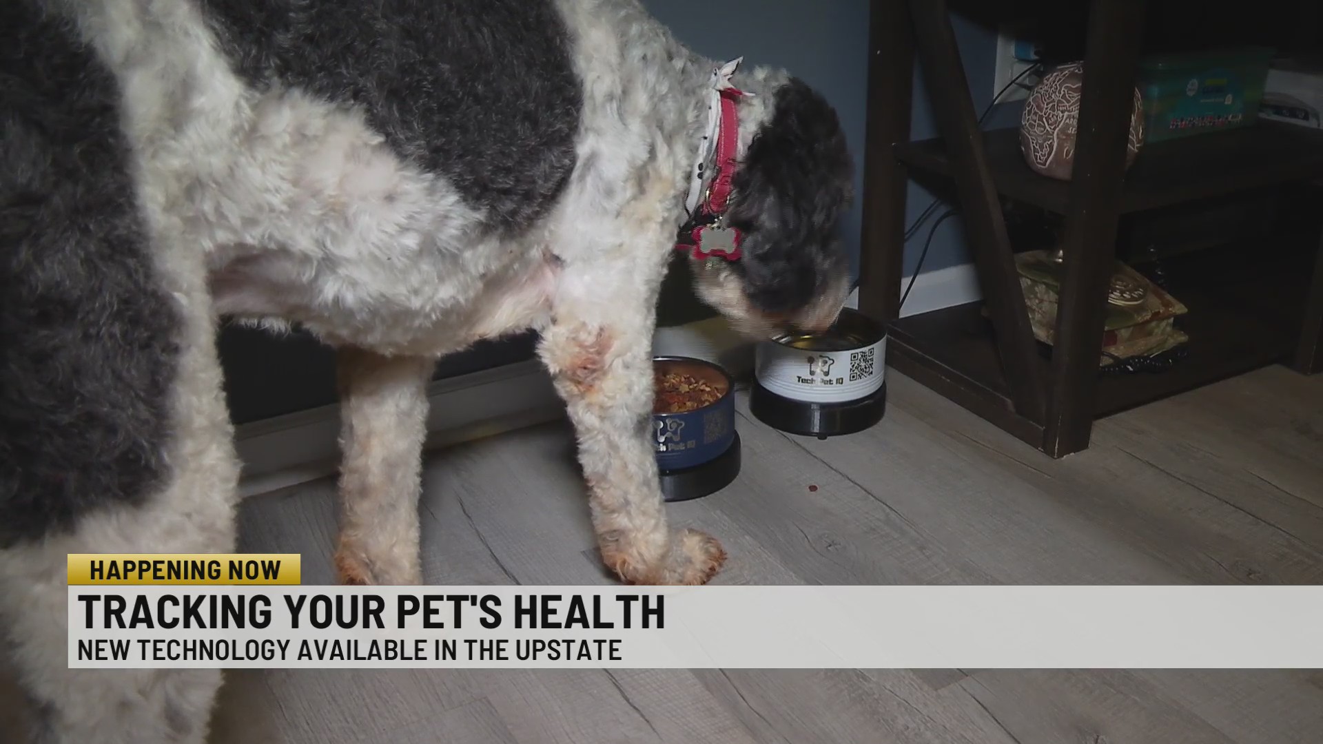 SC couple introduces new technology to track pet health – WSPA 7NEWS