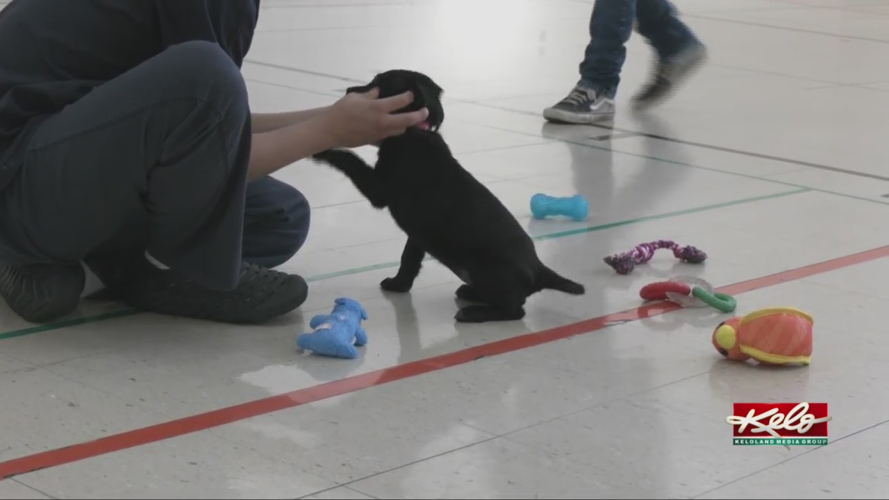 Puppy Wash provides life lessons – KELOLAND.com