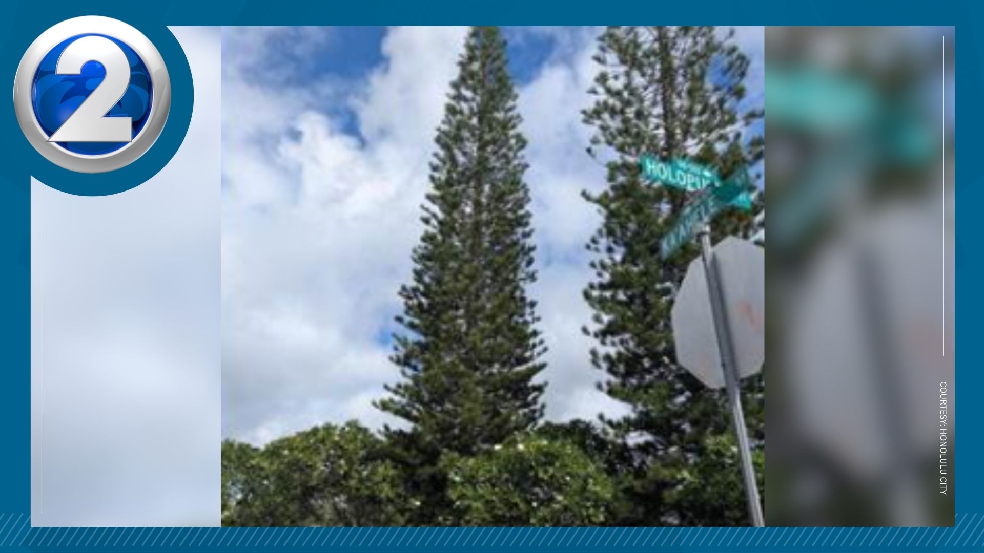 City crews to harvest 55-foot tree for Honolulu City Lights – KHON2