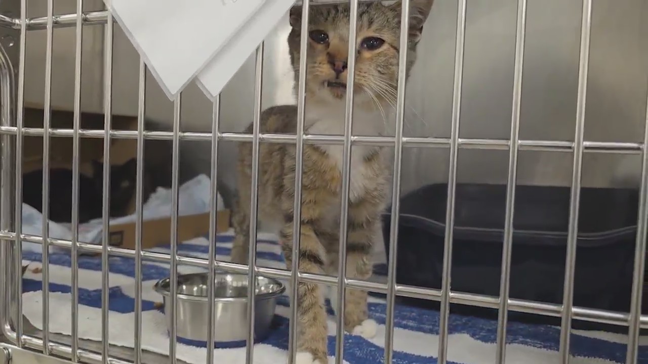 Over 40 dead cats found in freezer, owner faces neglect charges ...
