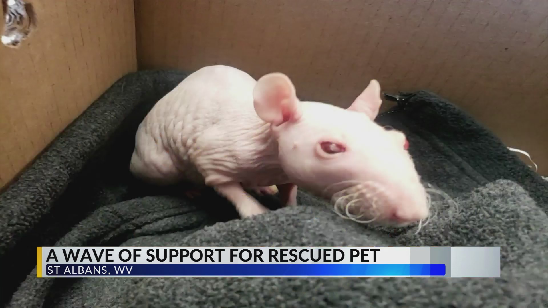 Meet ‘Lil Turkey’: Abandoned hairless rat in West Virginia stealing ...