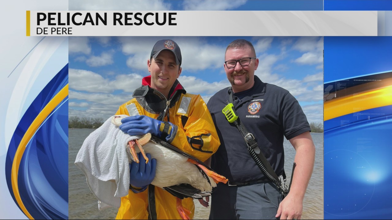 De Pere firefighters rescue pelican entangled in fishing line off of ...