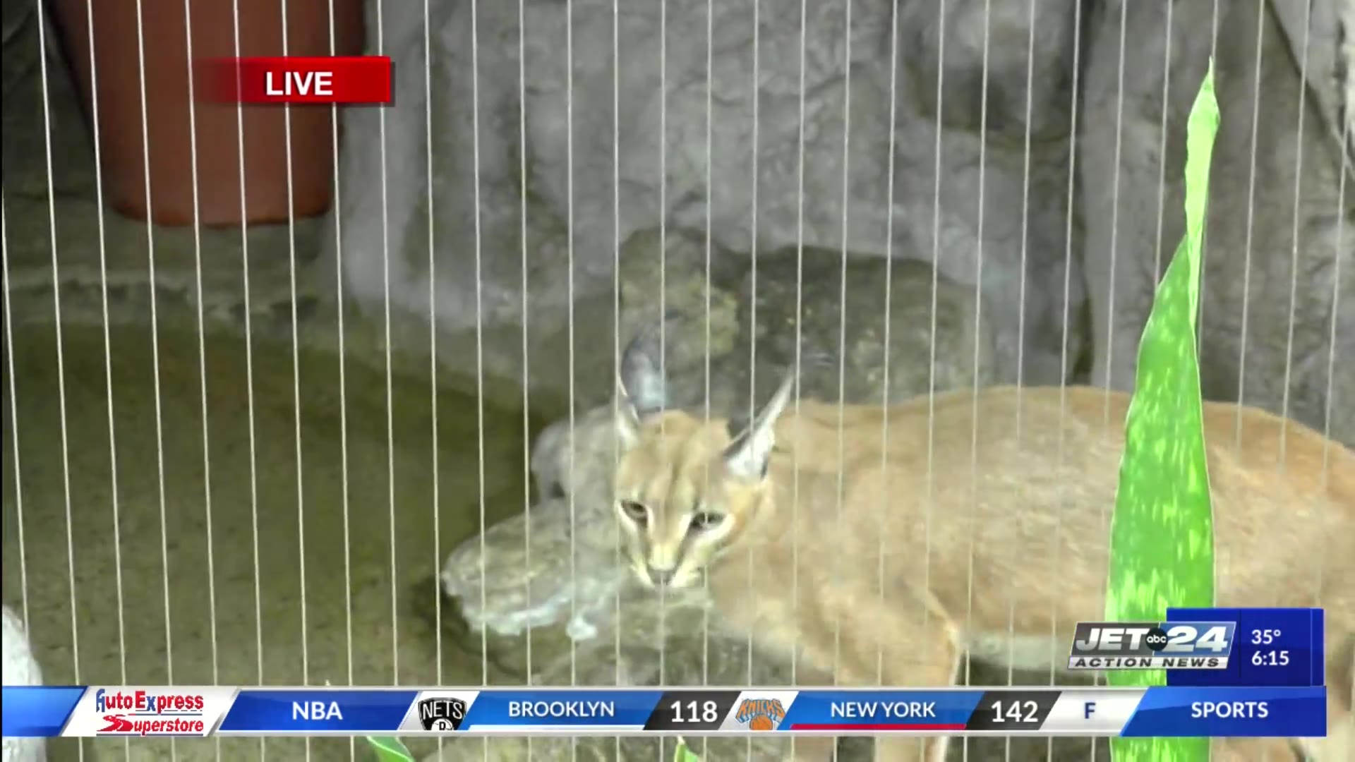 Wild Stuff: Caracals – WJET/WFXP/YourErie.com