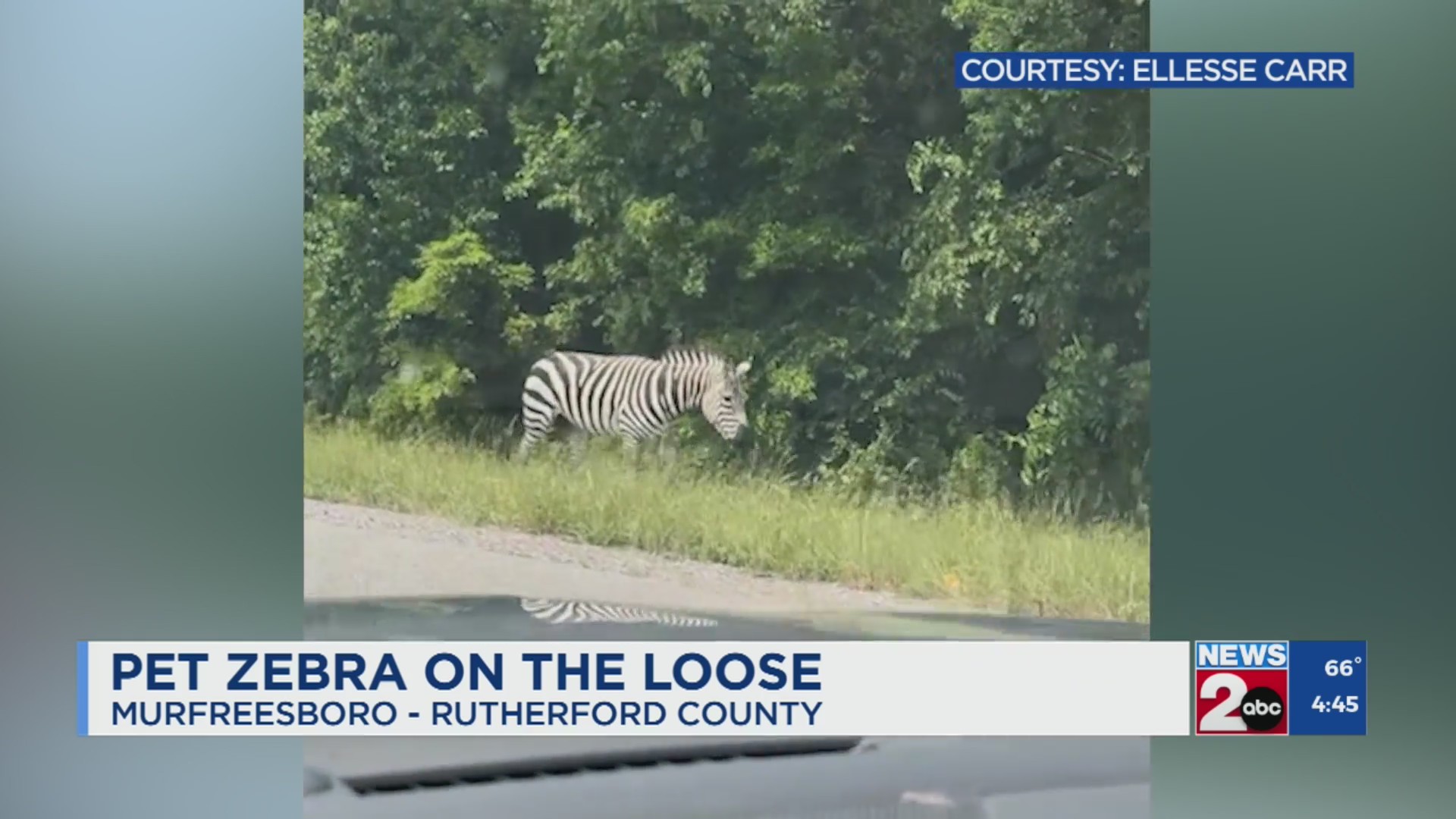 Pet zebra still on the loose in Rutherford County – WKRN News 2