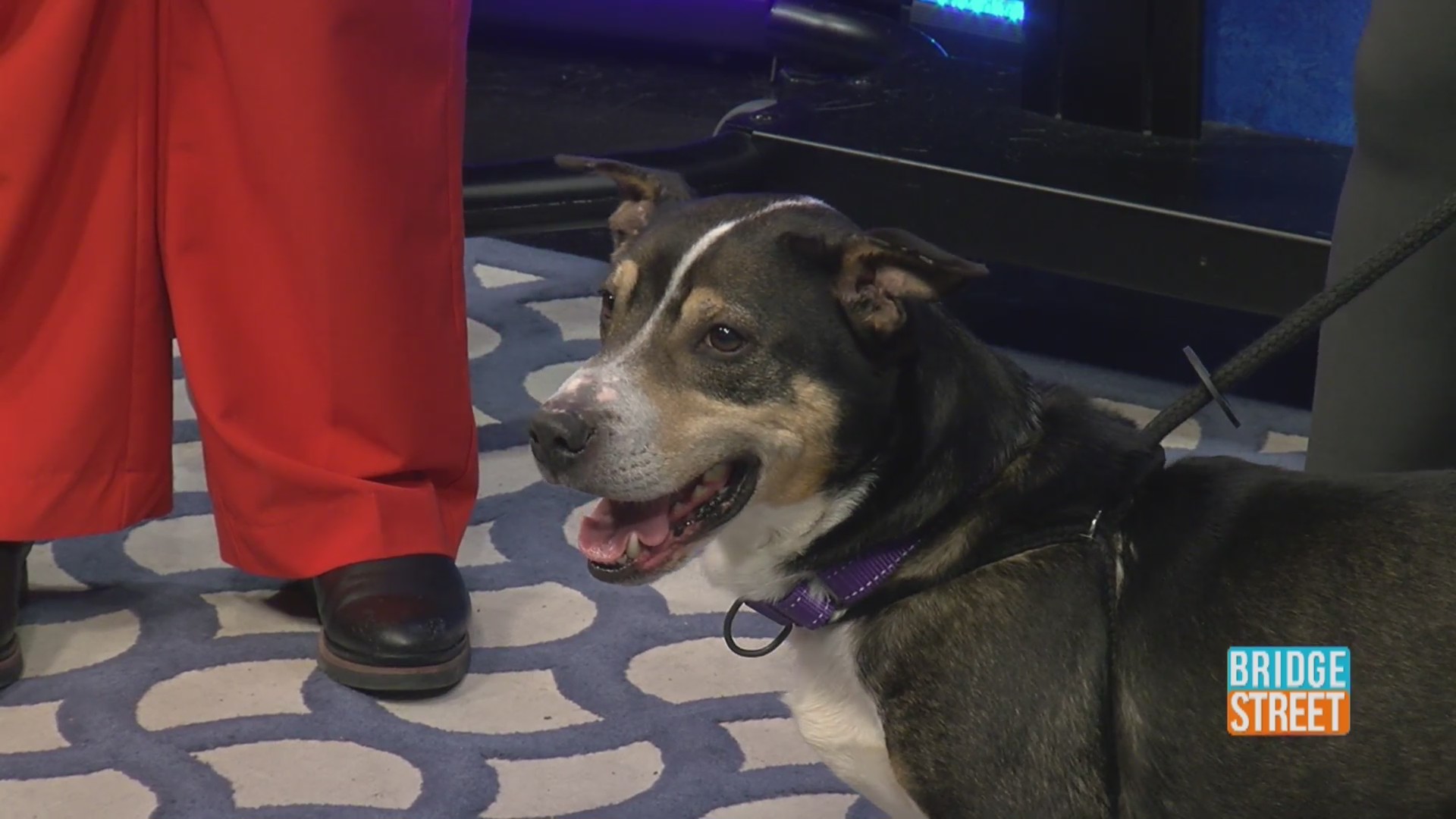 Pet of The Week: Tanner – WSYR
