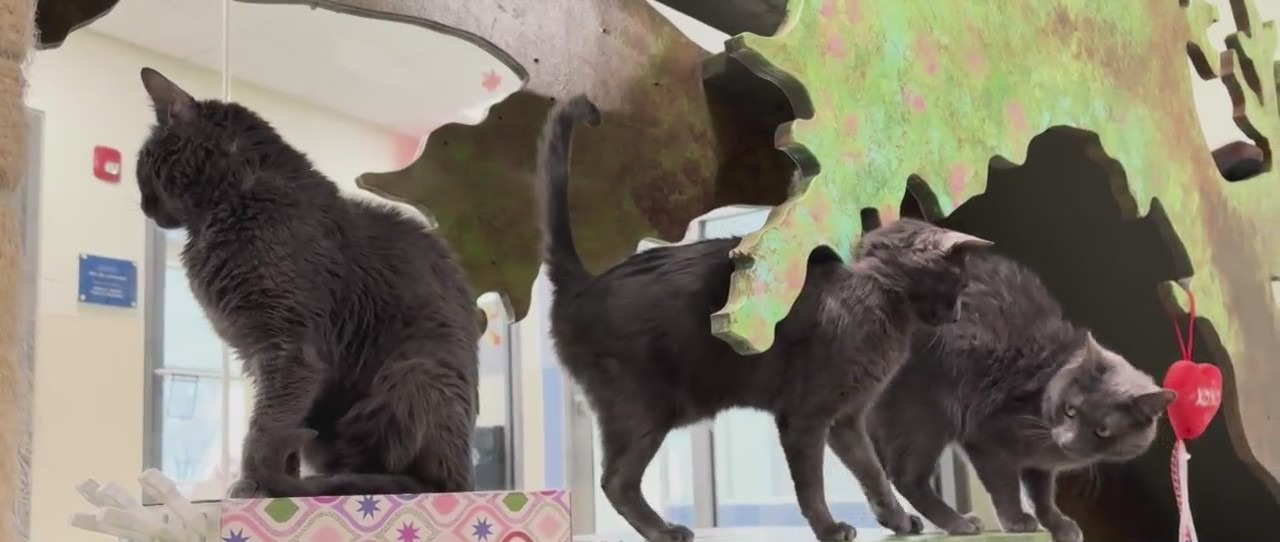Westchester SPCA fights animal abuse, educating public – PIX11