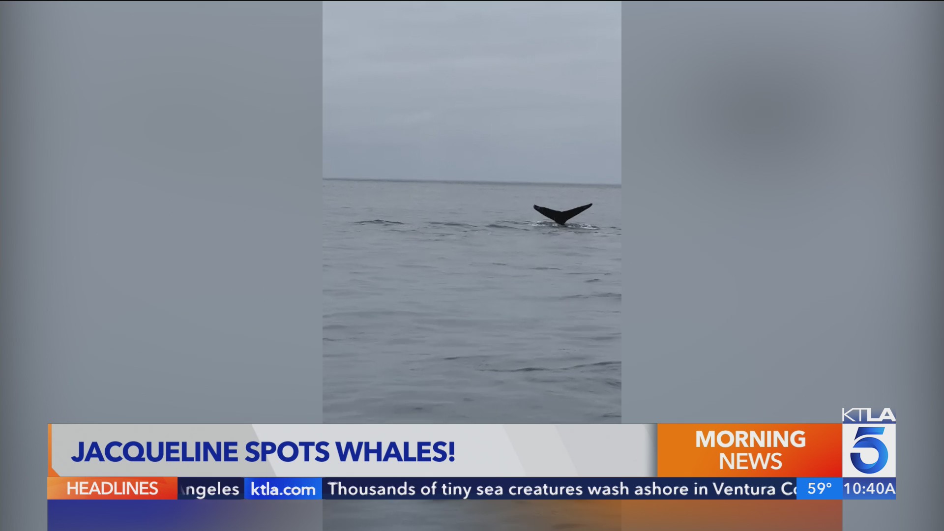 Exploring the city of Oxnard and whale watching – KTLA