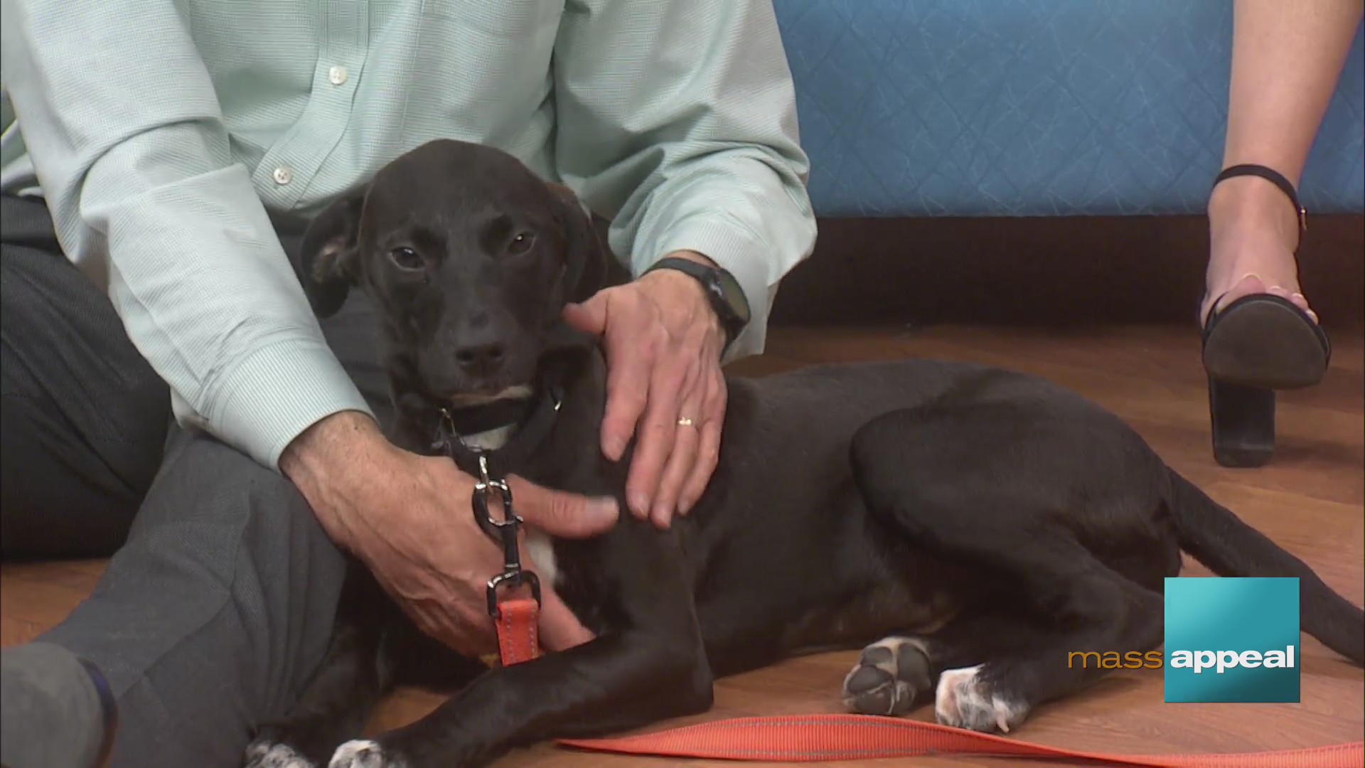 Mass Appeal Pet of the Week: Meet Pearl! – WWLP