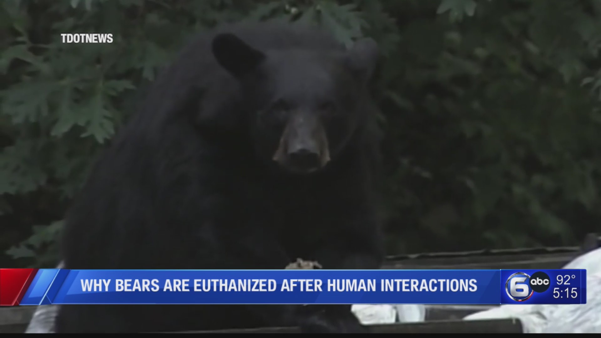 Why bears are euthanized after human interactions – WATE 6 On Your Side