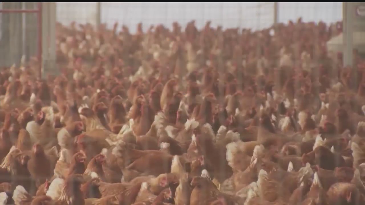 First human bird flu case confirmed in Ohio – WKBN.com