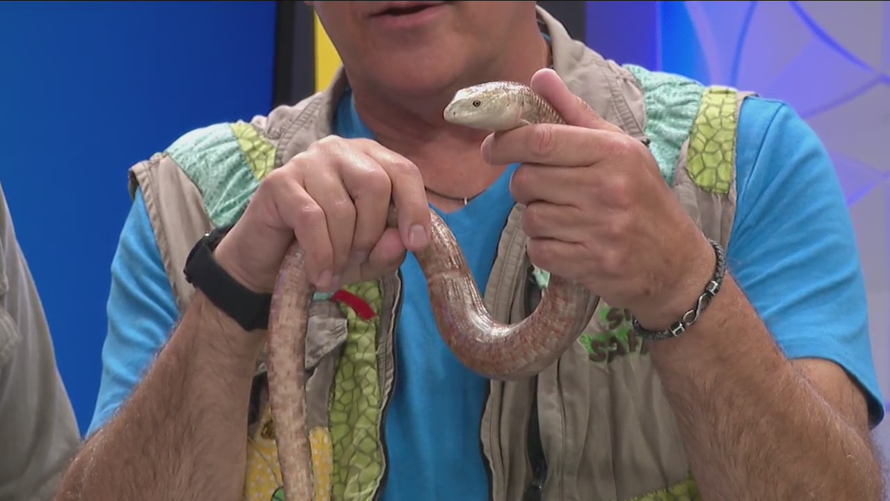 Silly Safaris: Meet a Legless Lizard named Dizzy! – 5/30/25 – Fox 59