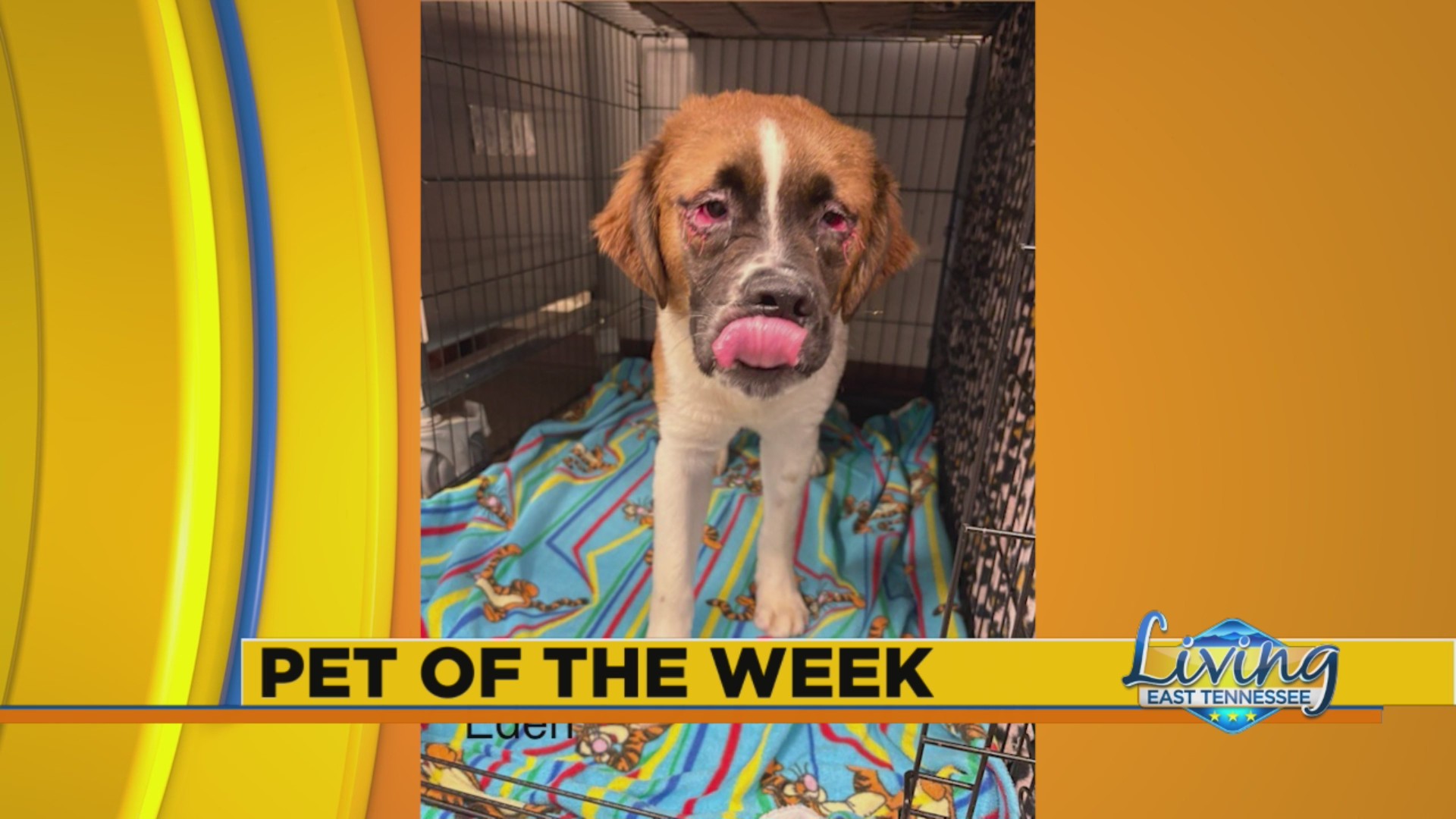 Meet Eden: A HSTV Pet of the Week that Needs Your Help – WATE 6 On Your ...