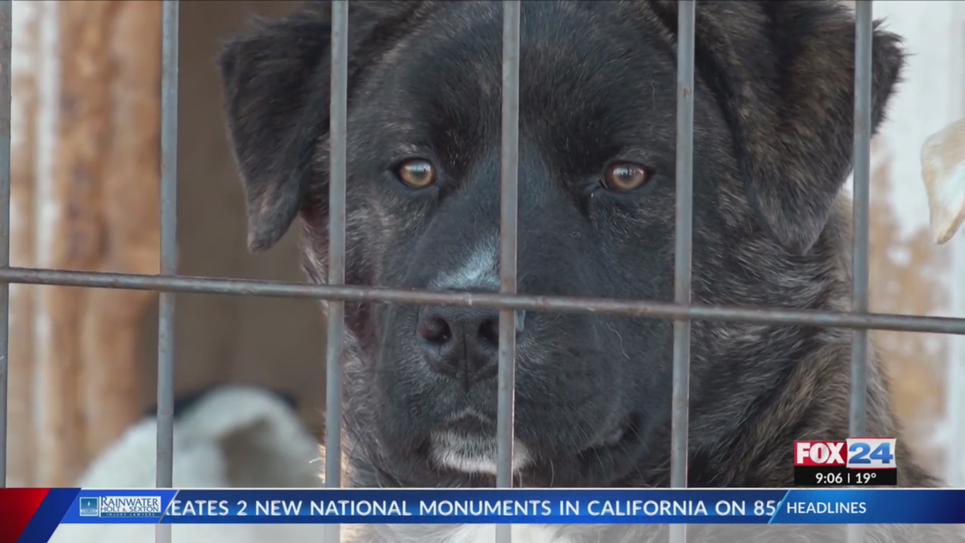 WATCH: Video shows dogs left to sleep in freezing temperatures at ...