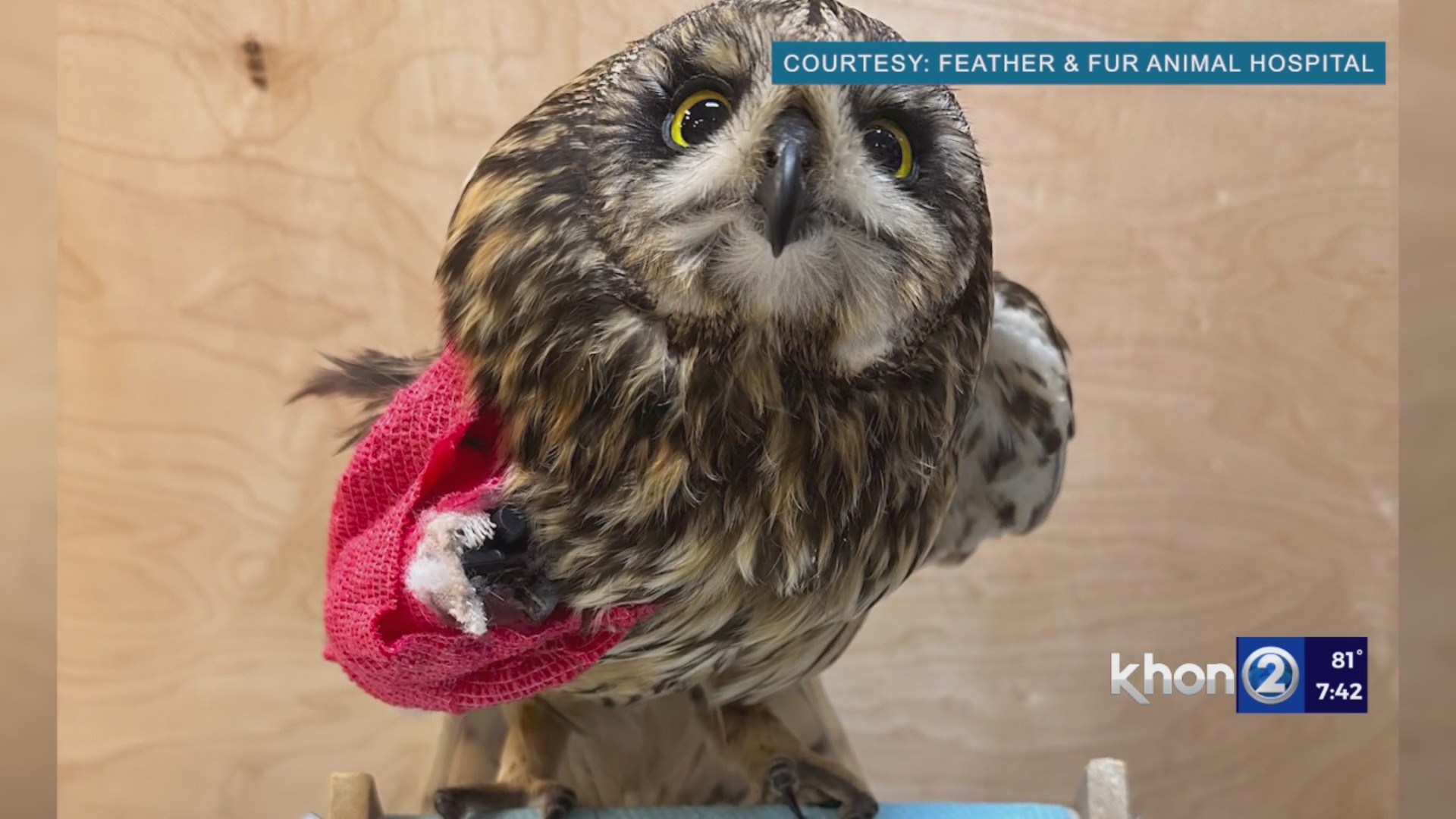 3D tech saves injured pueo in Hawaii; first for vets – KHON2