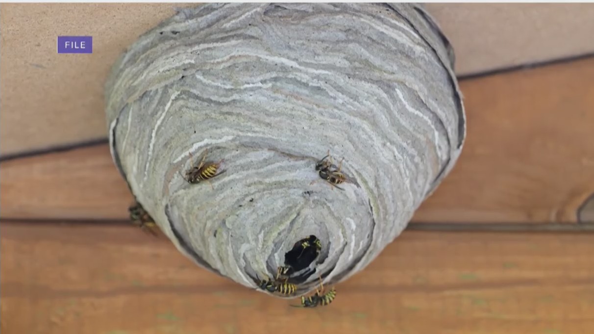 Radioactive wasp nest found at site where US once made nuclear bombs ...