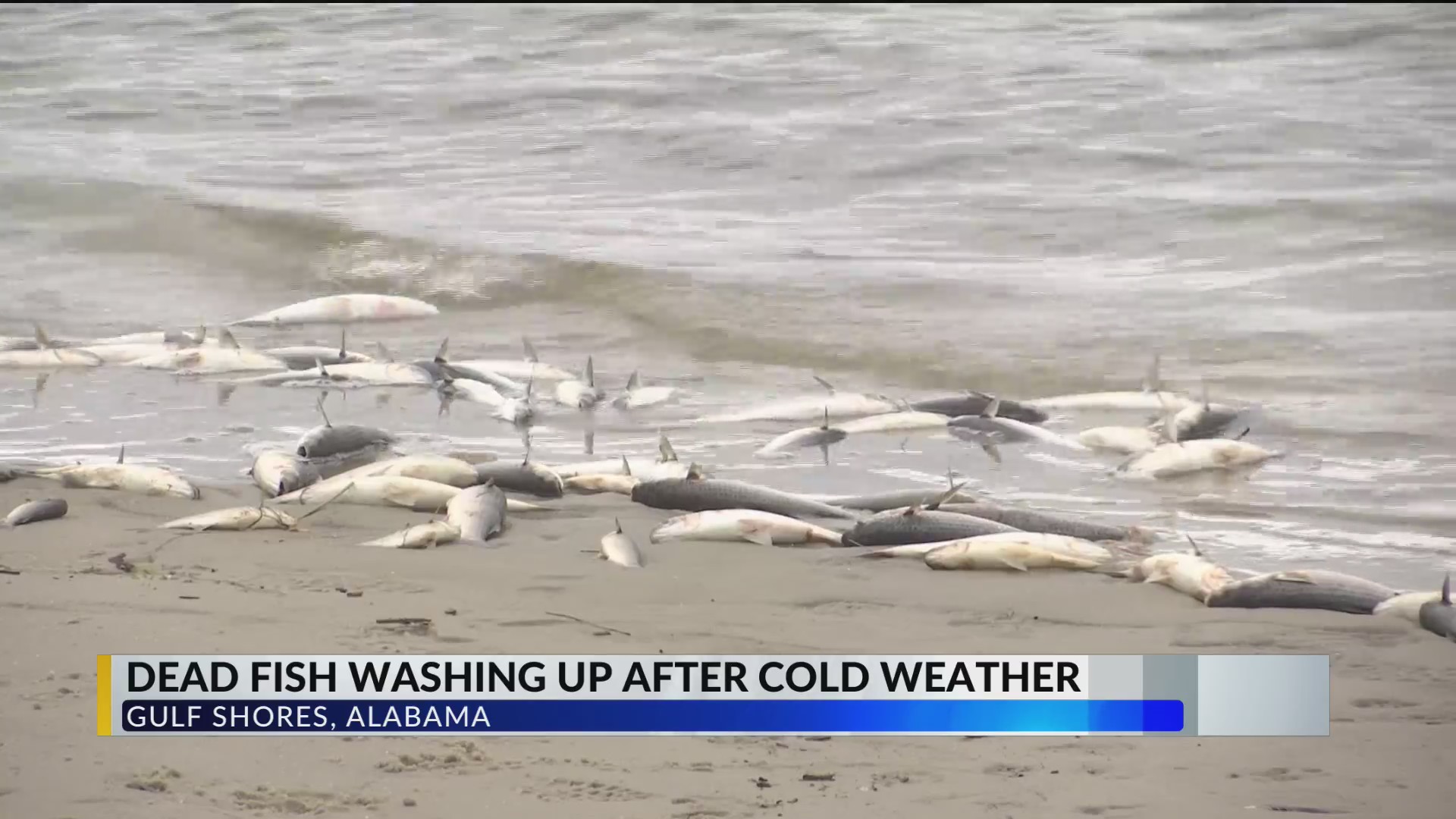 What’s that smell? Here’s why thousands of dead fish are washing up ...