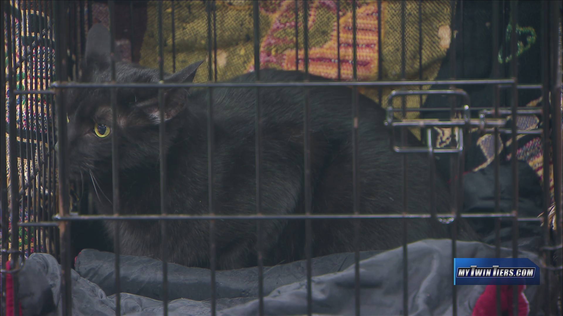 Pet of the Week: Maximillian, Animal Care Sanctuary – WETM ...