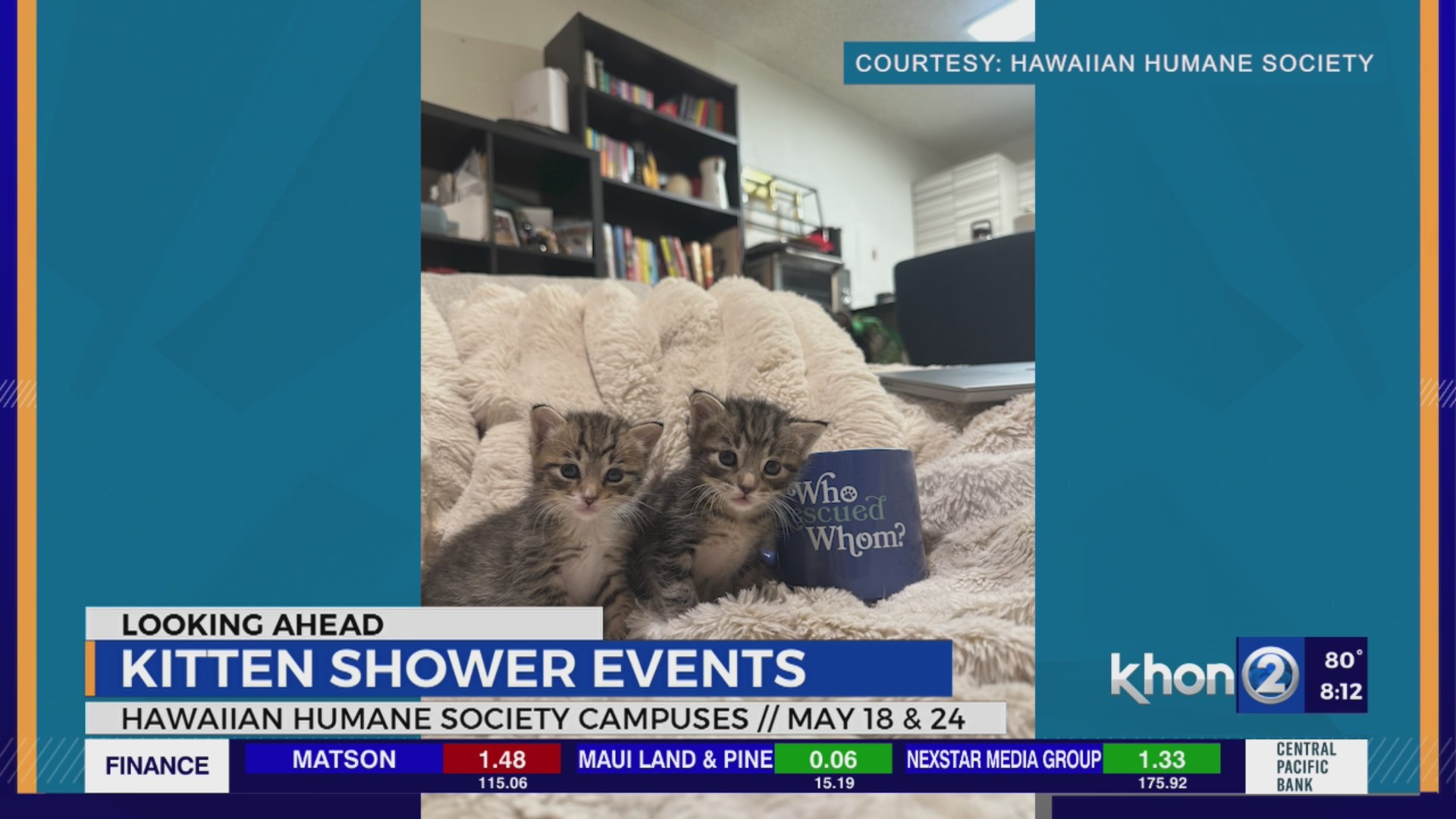Learn how to foster kittens at the Hawaiian Humane Society this weekend ...