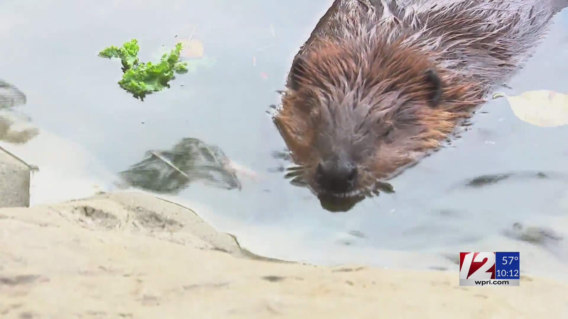 Healey: Nibi the beaver will stay at rescue center – WPRI.com