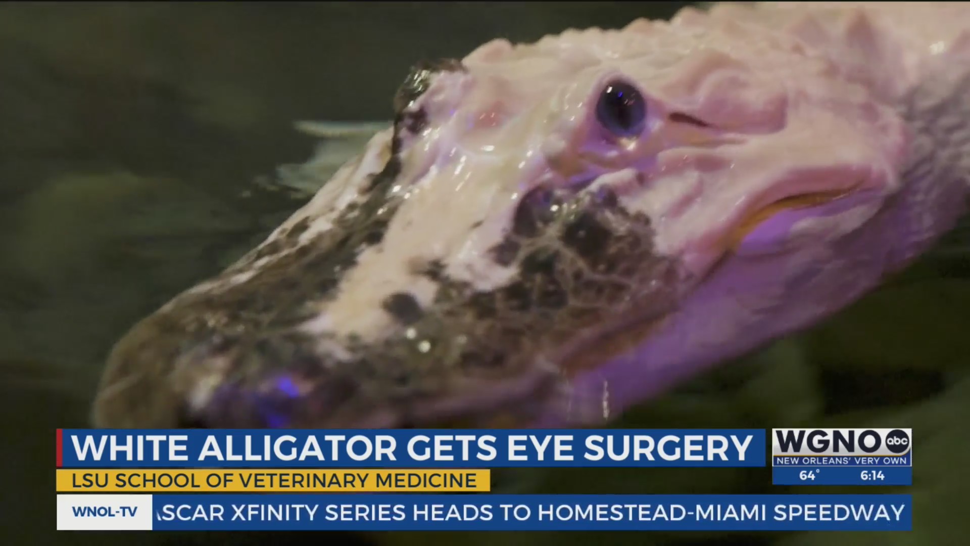 Rare white alligator at Audubon Zoo is first gator in U.S. to get ...