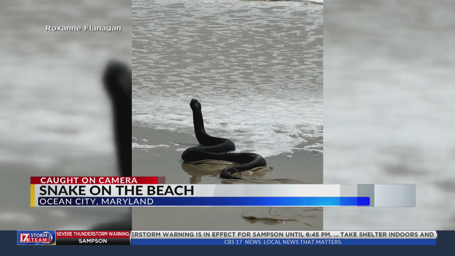 Snake on beach caught on video in Maryland – CBS17.com
