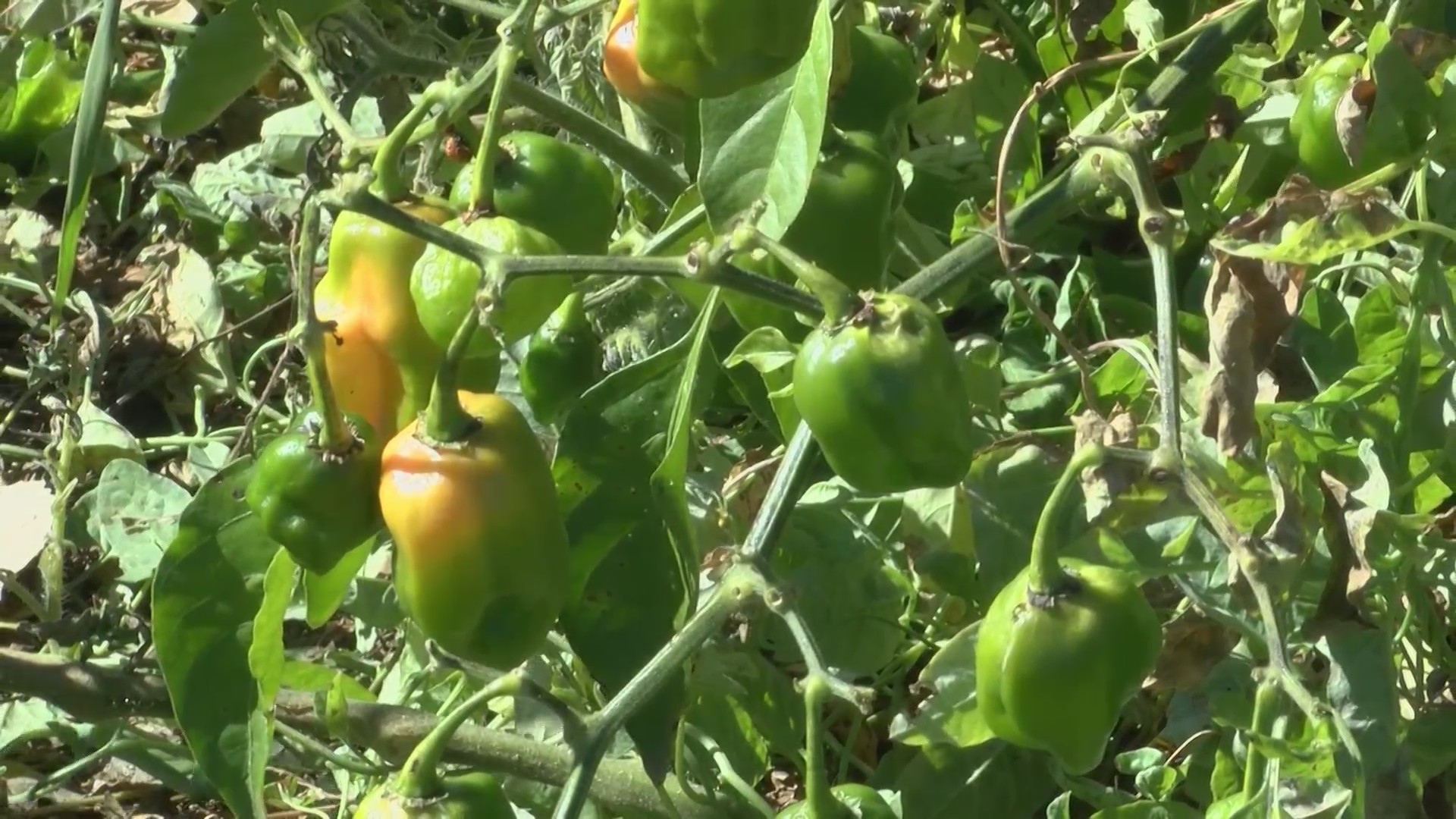 Albuquerque farm offers free produce while supplies last amid ...