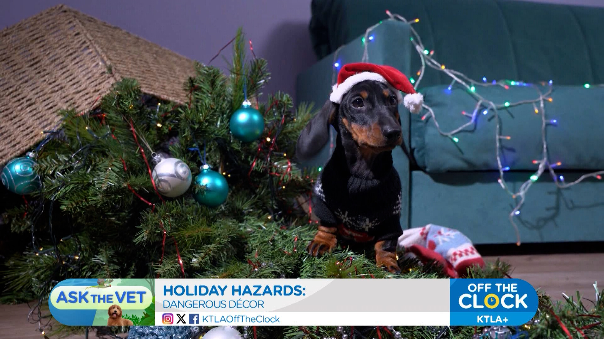 Ask the Vet: Holiday pet hazards to avoid – KTLA
