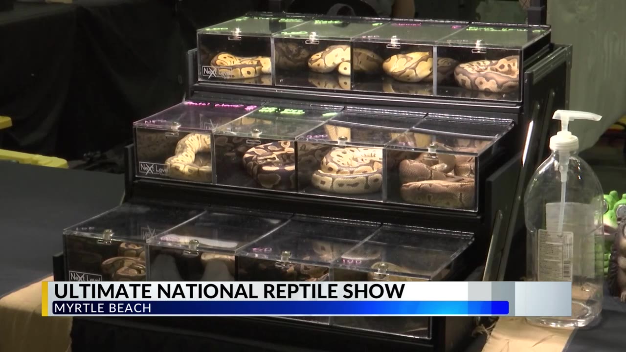 Ultimate National Reptile Show returns to Grand Strand – WBTW