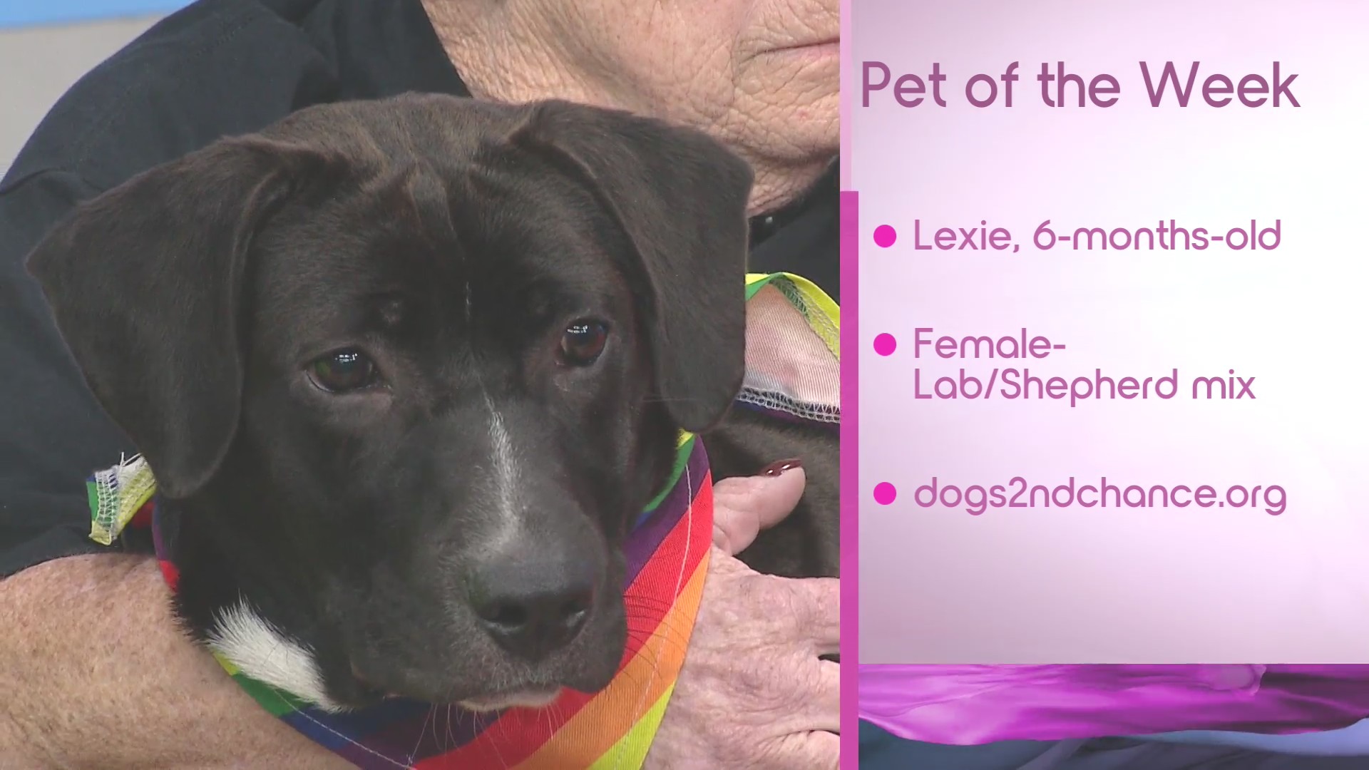 Last of her litter, Lexie is our Pet of the Week and it’s Christmas in ...