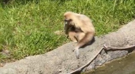 ‘Marvelous Mama’ Gibbon Celebrates 13th Birthday at Oakland Zoo – WNCT