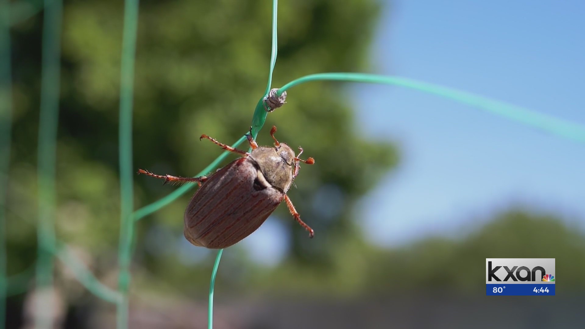 June Bugs Q&A – KXAN Austin