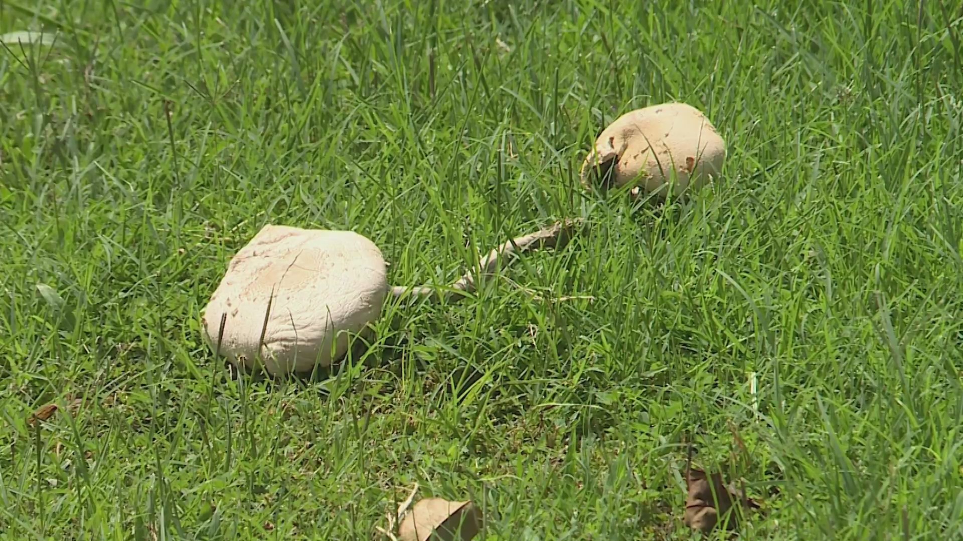 MO poison center sees uptick in poisonous mushroom calls – FOX 2
