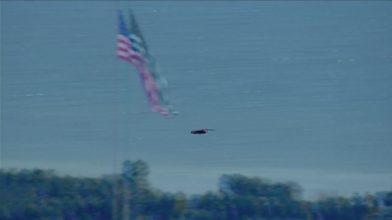 Eagle 8 HD captures eagle soaring over Fort De Soto Park – WFLA