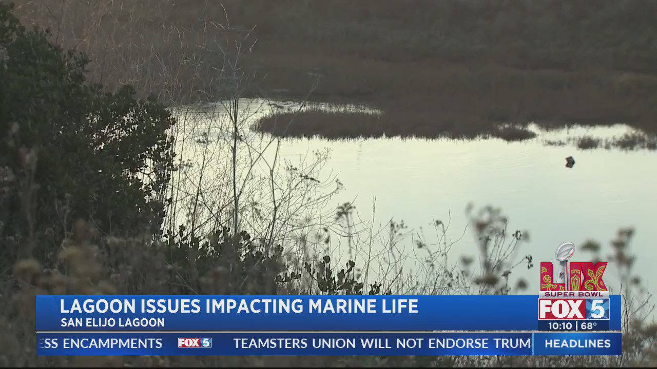 Lagoon issues impacting marine life – FOX 5 San Diego & KUSI News