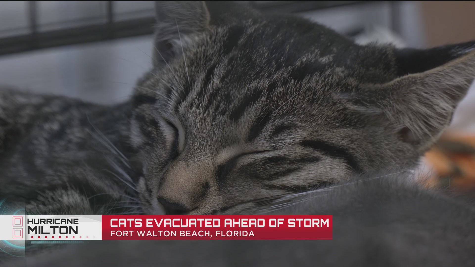 How Florida volunteers ‘whiskered’ away cats from Hurricane Milton’s ...