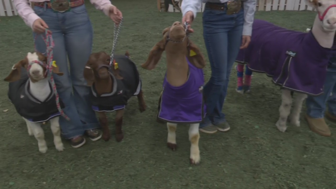 Meet the GOATS at the Louisiana State Fair Livestock Show – KTALnews.com