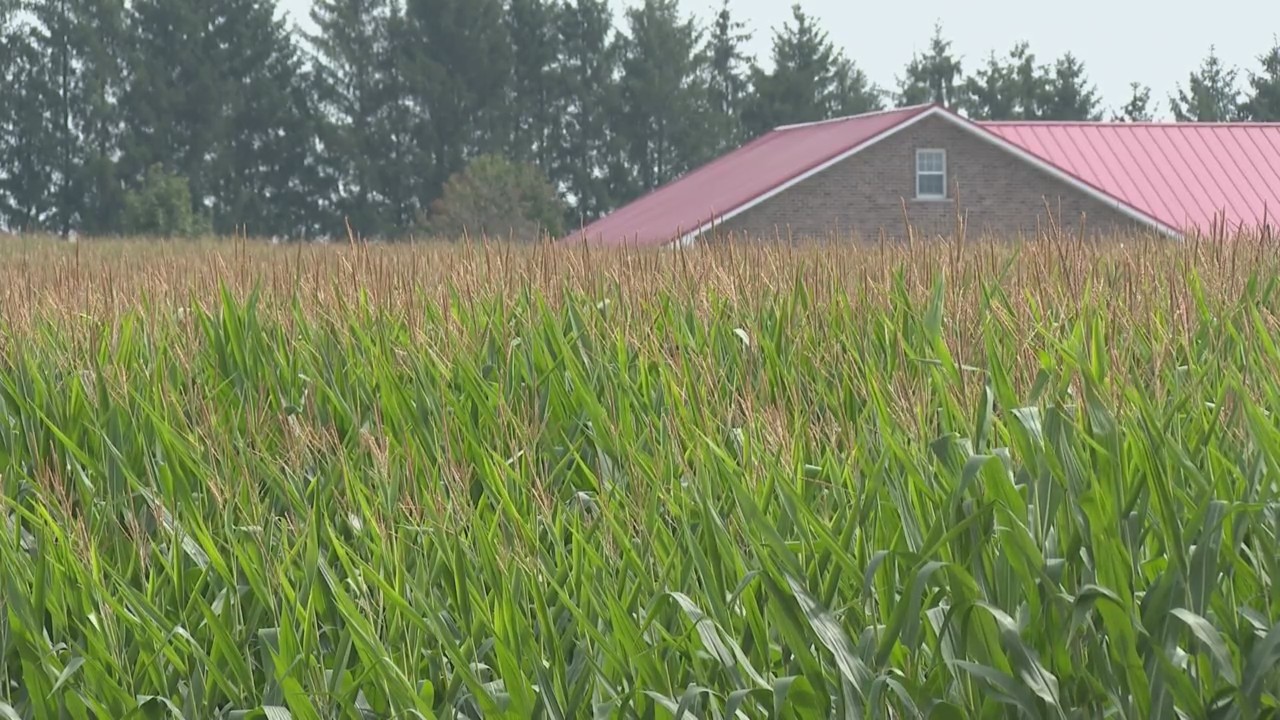What is corn sweat and how is it adding to muggy, humid Midwestern ...