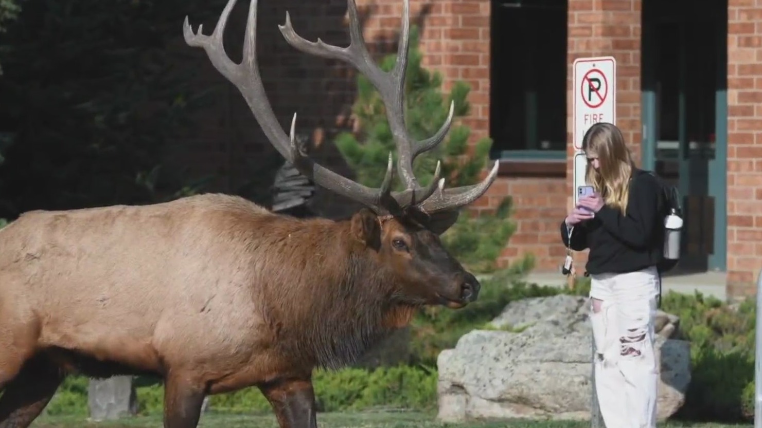 Evergreen trail closed to protect elk from people during calving season ...