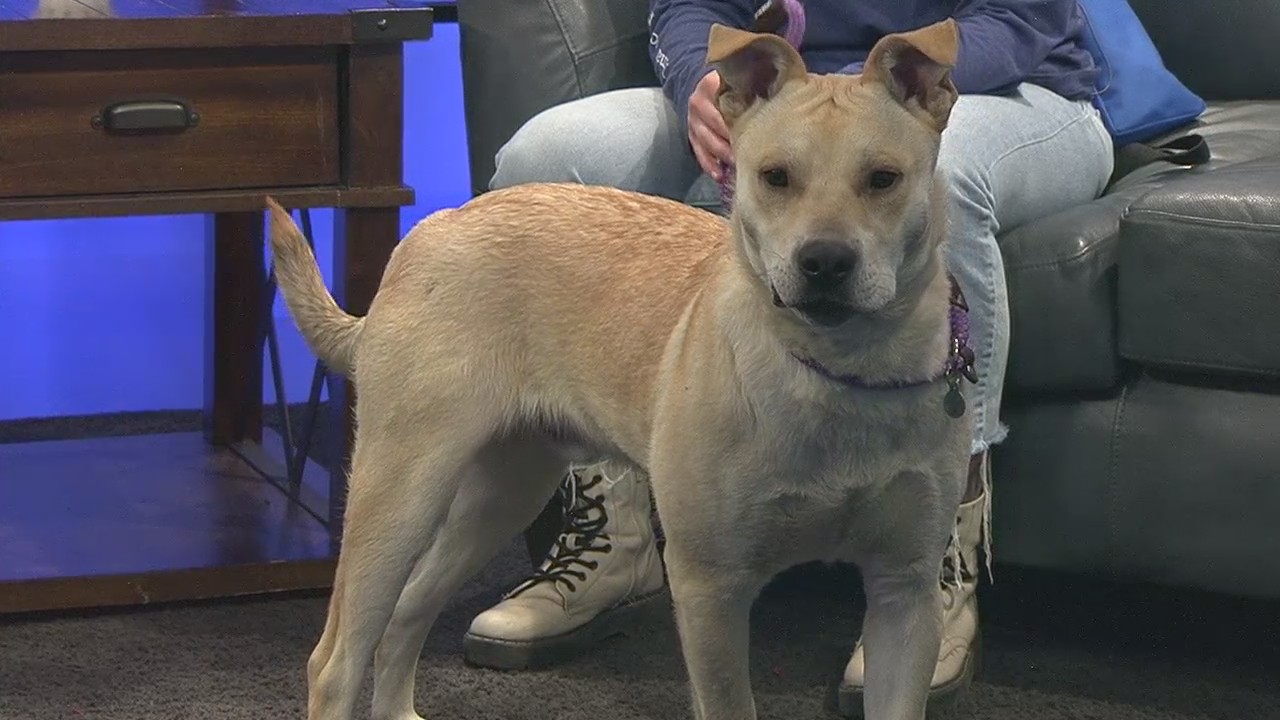 Home Sweet Home: Meet Everett – FOX21 News Colorado