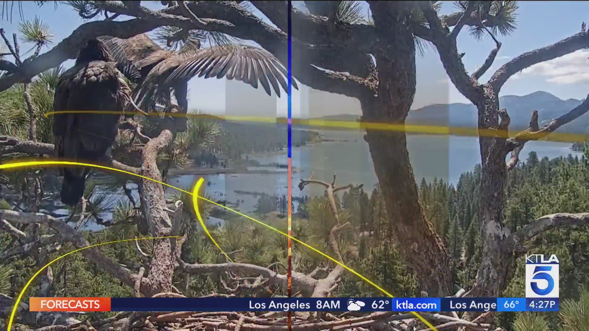 Big Bear bald eagle watchers celebrate first eaglet taking flight – KTLA