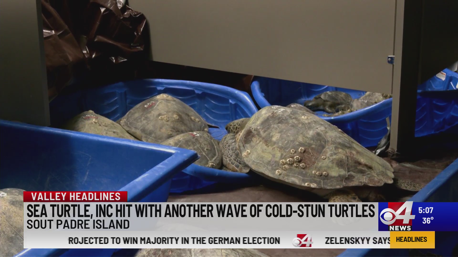 Sea Turtle Inc. hit with another wave of cold stunned turtles – KVEO-TV