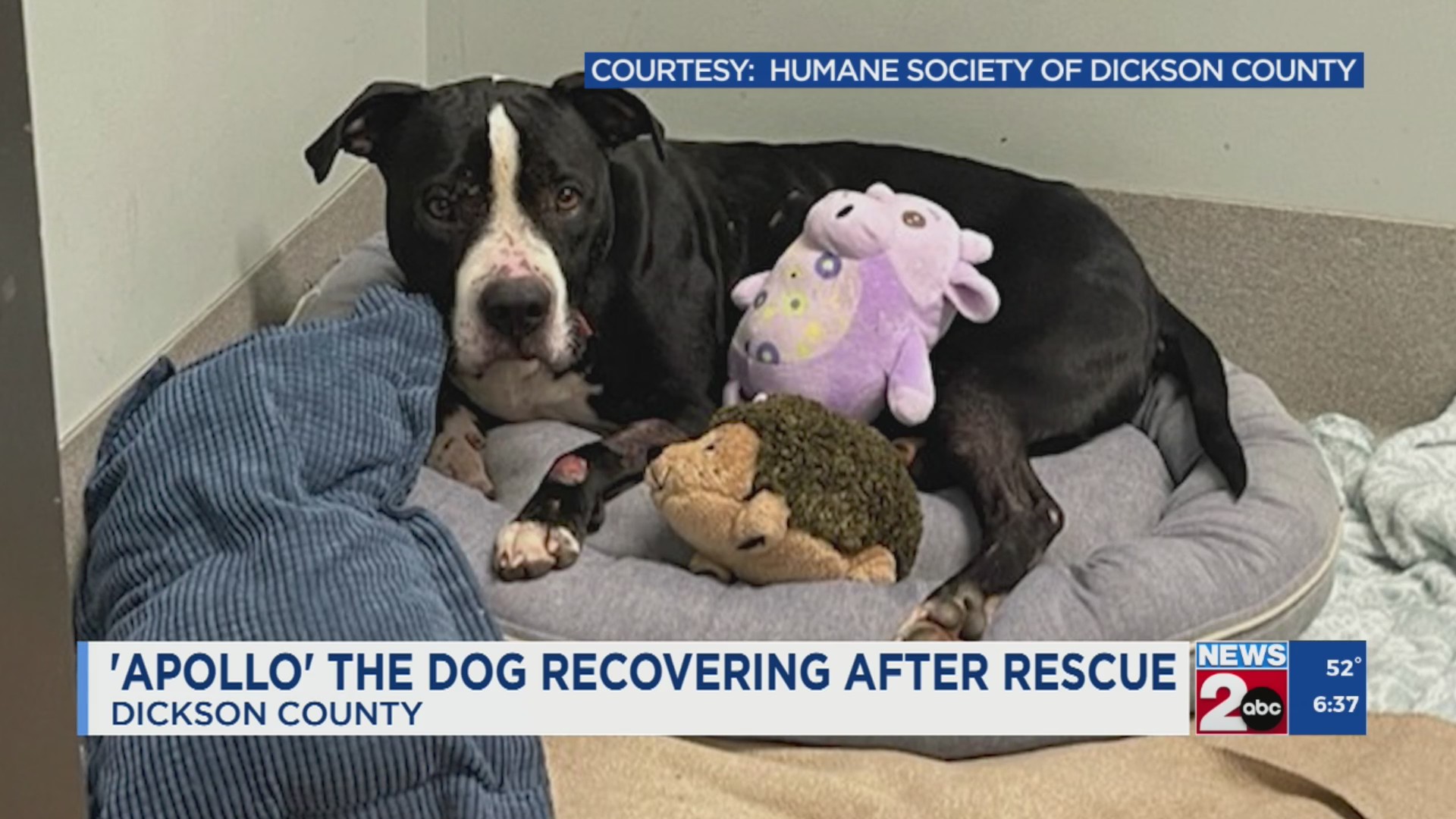 ‘Apollo’ the dog recovering after Dickson County rescue – WKRN News 2