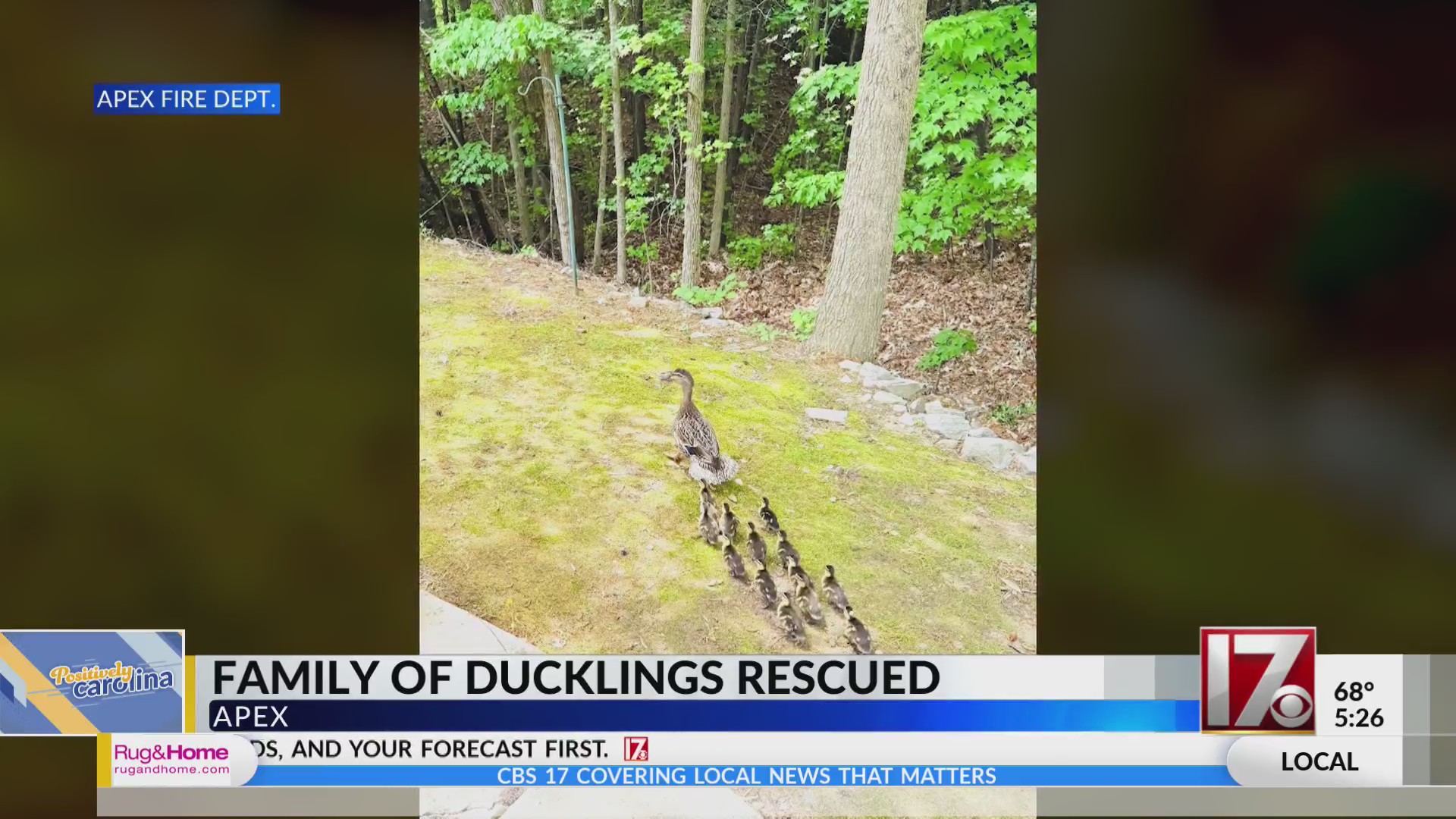 Ducklings rescued from storm drain in Apex: Fire Dept. – CBS17.com
