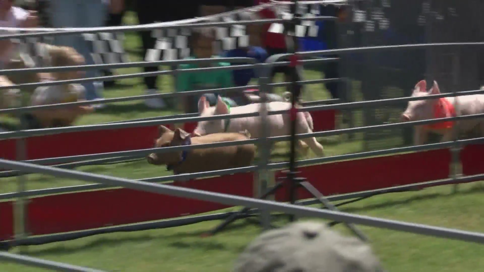 Pigs may not fly but they did run for first place at the New Mexico ...