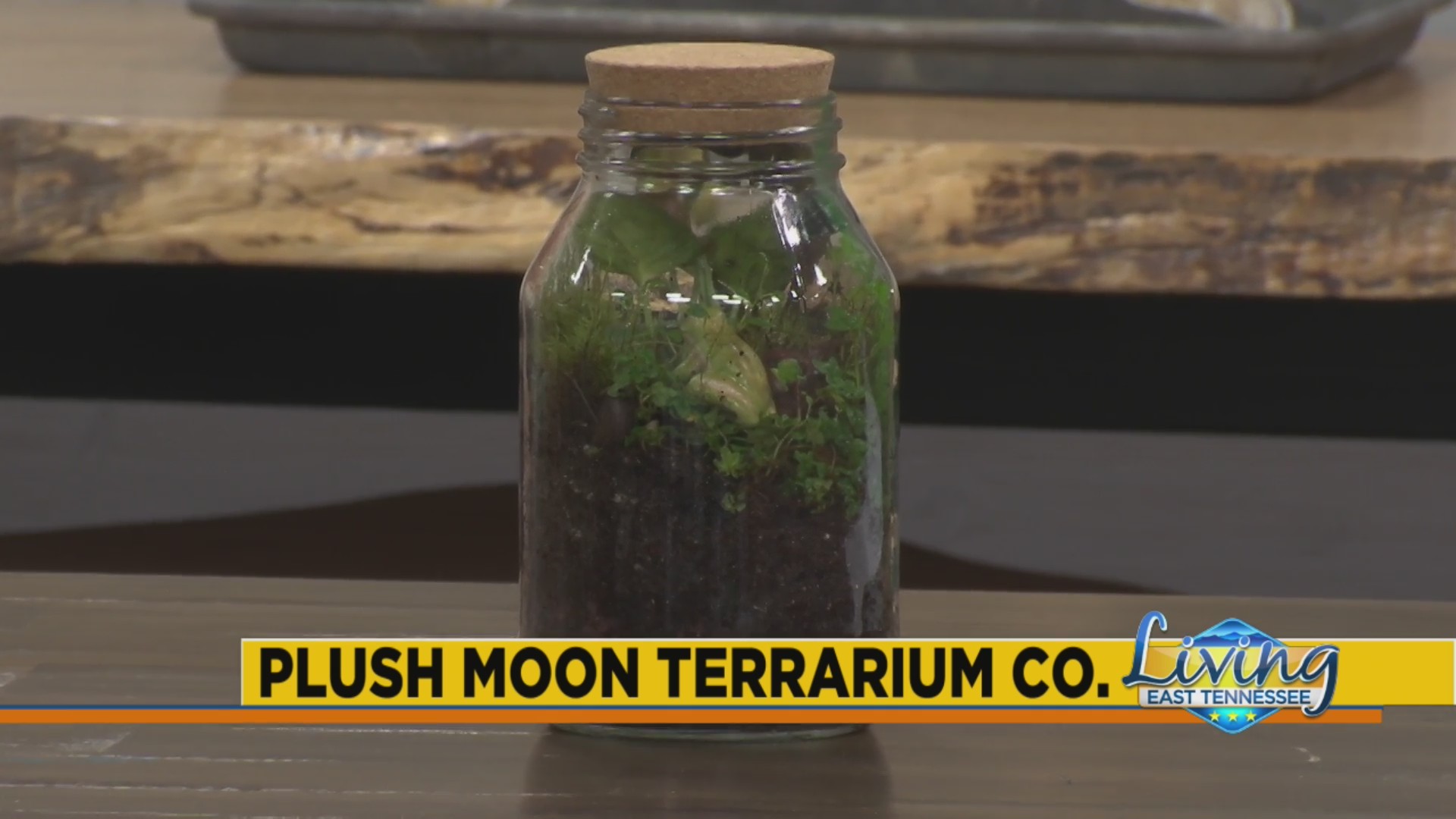 Plush Moon Terrarium Co. – WATE 6 On Your Side