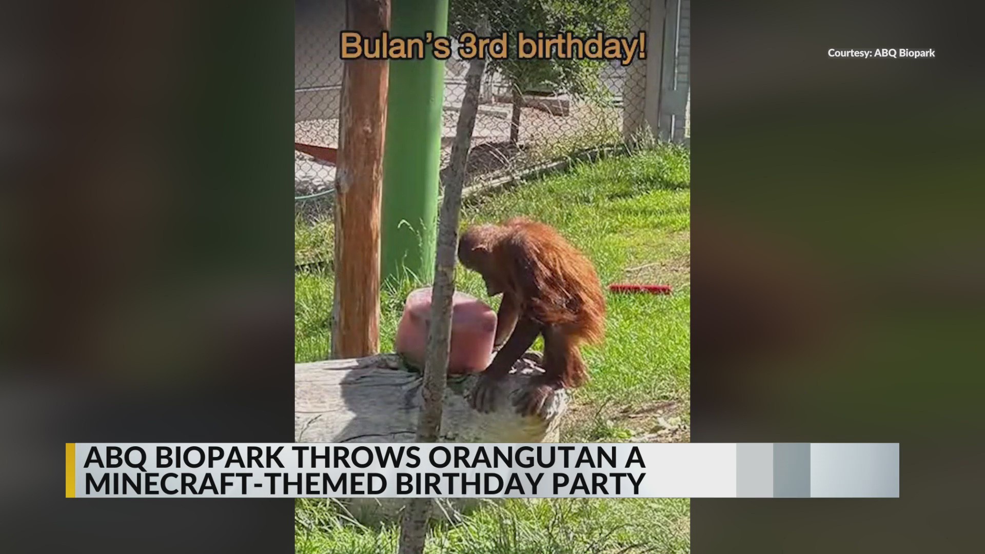 ABQ BioPark throws Minecraft birthday party for orangutan – KRQE NEWS ...
